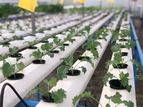Manual Upvc 300 Planter Hydroponics Flat System Sizedimension 100 X