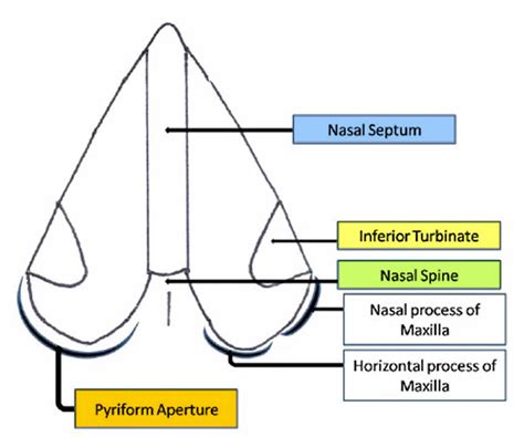 Piriform Aperture