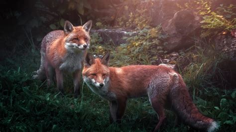 Red Fox Wallpaper 4k Wild Animals Fox Pair