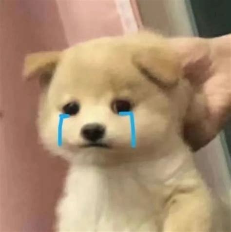 委屈巴巴的小狗，两滴蓝泪尽显可怜模样 魔性可爱啦小表情包表情包图片动图 求表情网斗图从此不求人