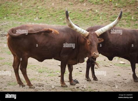 Rule Big Breasts Bikini Bikini Aside Bovid Bovine Breasts Cattle My