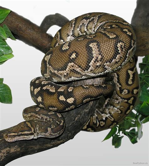 Turtle Python