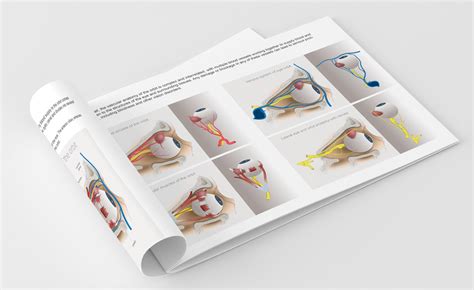 Orbital Anatomy Illustration A Comprehensive Guide Behance