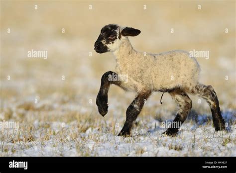 Lamm seitenansicht Fotos und Bildmaterial in hoher Auflösung Alamy