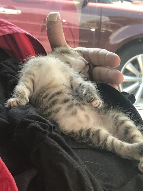 I Miss When She Was This Smol 🥺 Rkitten