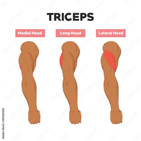 Tricep Muscles Anatomy Medial Long And Lateral Head Of Triceps Flat Vector Illustration