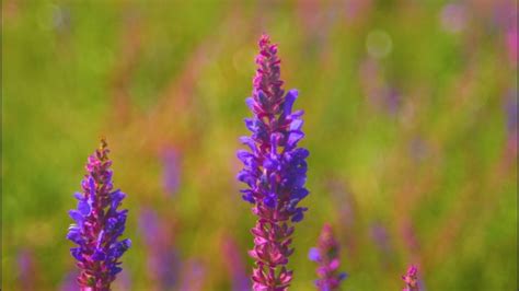 23 წამში ჩატეული 39 ბუნების სილამაზე Youtube