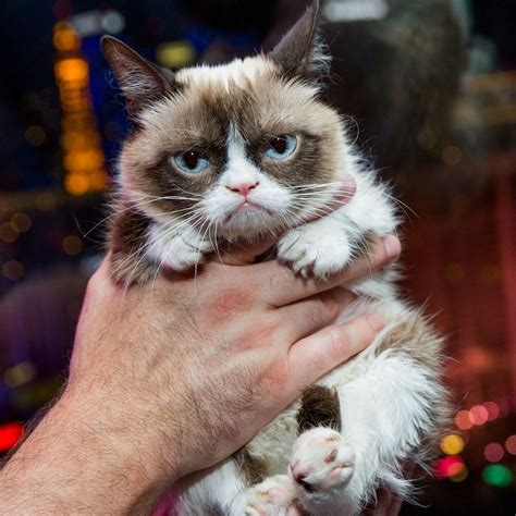 Grumpy Face Cat