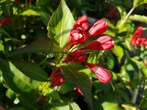 Köp Trädgårdsprakttry Weigela 'All Summer Red' | Odlarglädjens plantskola
