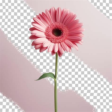 Gerbera Kwiat Różowy Kolor Na Przezroczystym Tle Ze ścieżką