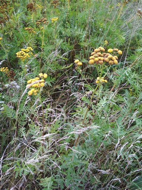 tansy from Фрунзенский район, Минск, Беларусь on August 27, 2020 at 05: ...