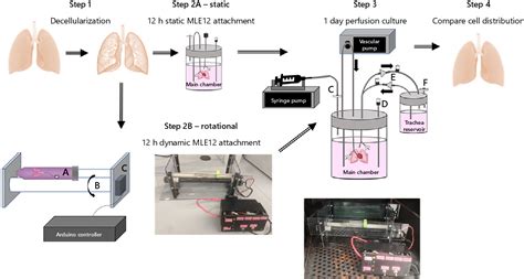 Figure 1 From A Two Step Bioreactor For Decellularized Lung