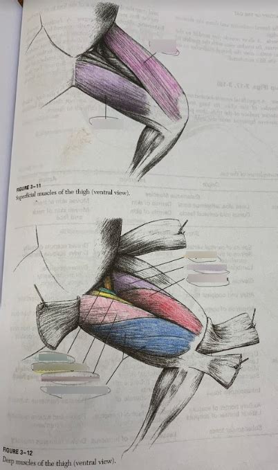 Aandp Cat Thigh Muscles Dissection Book Diagrams Diagram Quizlet