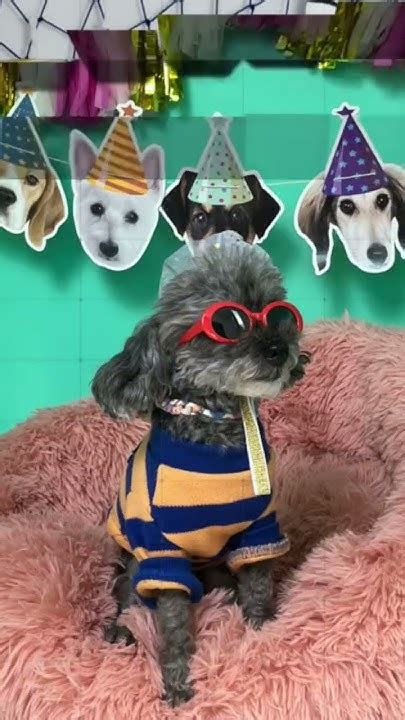 초아초미 모델 데뷔 초초네 실버푸들 말티즈 댕댕이 강아지 Youtube