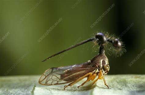 Treehopper Stock Image C006 8088 Science Photo Library