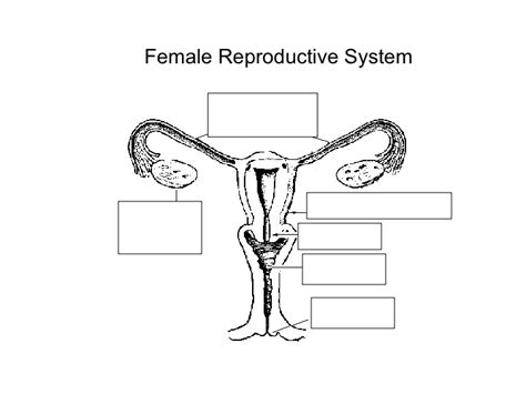 Diagram 7th Grade Female Reproductive Anatomy Diagram Mydiagramonline