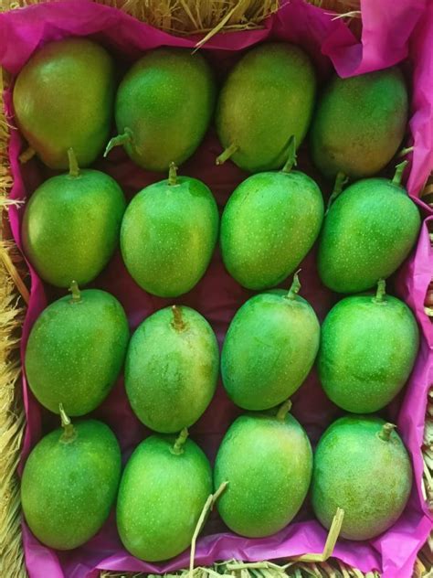 Organic Ratnagiri Alphonso Mangoes For Juice Making Food Processing