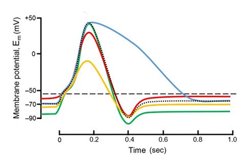 Get Answer 1what Is The Equilibrium Potential Enafor Sodium Under