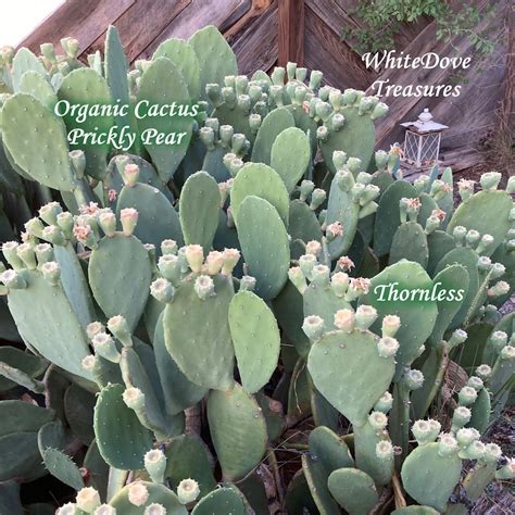 Thornless Prickly Pear Etsy