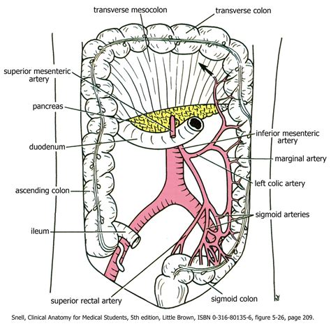 Abdominal Organs Anatomy 622 Coursebook Anatomy Superior