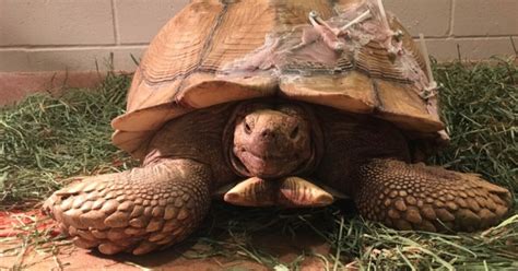 Tortoise With Broken Shell Has Surgery
