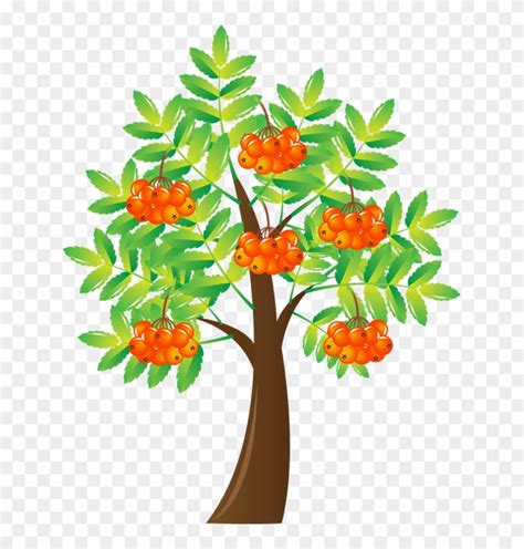 Дерево рябина картинка для детей на прозрачном фоне