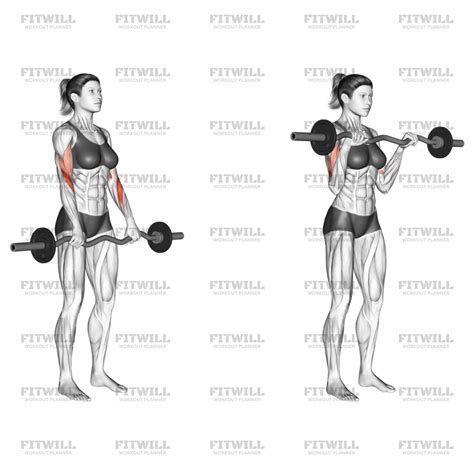 Ez Barbell Reverse Grip Curl Exercise Guide Video Techniques Benefits How To Muscles