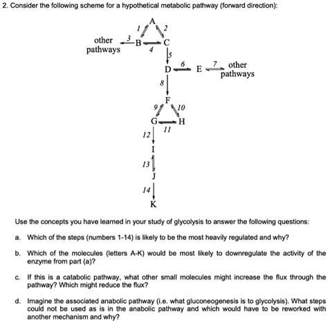 Solved Consider The Following Scheme For Hypothetical Metabolic Pathway Forward Direction