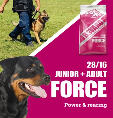 Pure Pets Best Pets Shop In Egypt
