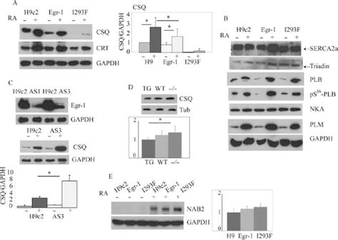 Sarcoendoplasmic Reticulum Protein Expression Cell Preparation And