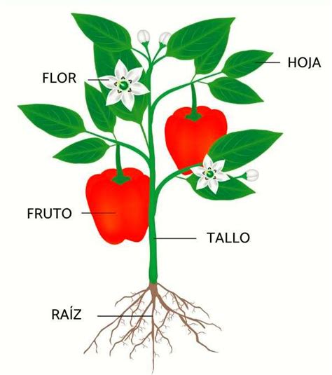 Partes De Una Planta EPuzzle Foto Puzzle