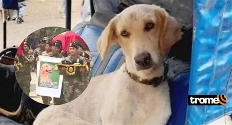 Emboscada En Vraem Quien Era Marquitos El Perro Policía Que Fue