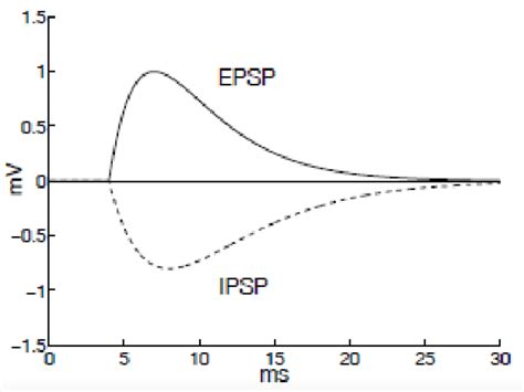 Difference Between Excitatory And Inhibitory Postsynaptic Potential At Yvonne Hosford Blog
