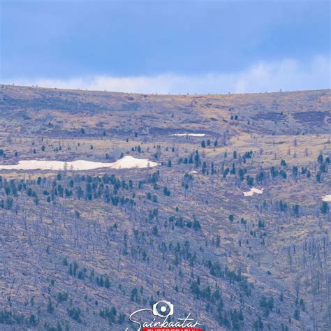 Сайнаа Тагийн цасан хунгарт нохой зээхийн үүр байх ёстой цастай