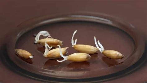 Расскажем, как прорастить овес в домашних условиях для еды: что ...