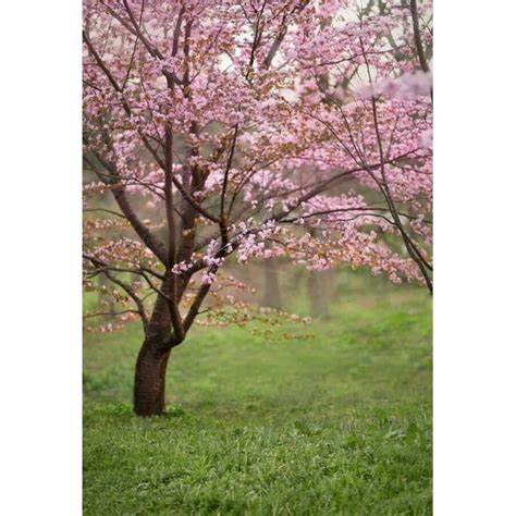 Spring Jungle Forest Trees Backdrop Pink Cherry Blossoms Green