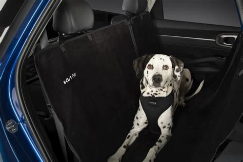 10 Tips Para Viajar Con Tu Mascota En Temporada De Lluvias