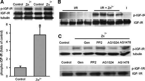 A Western Blot Analysis Of Igf 1r Phosphorylation At Tyr 1135 1136 In