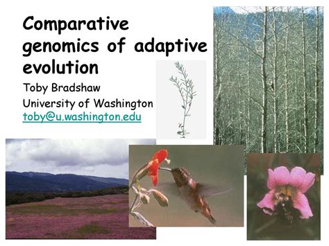 Comparative Genomics Of Adaptive Evolution Ppt Download