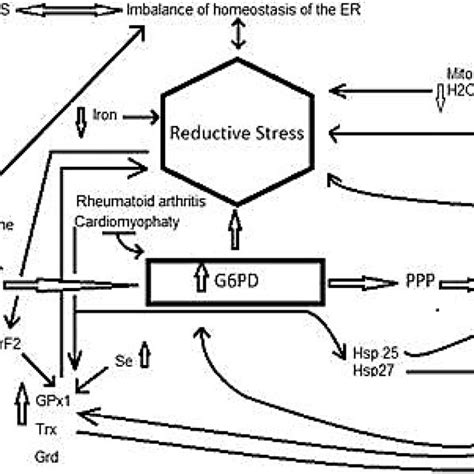 Participation Of Reducing Equivalents Antioxidant Enzymes And