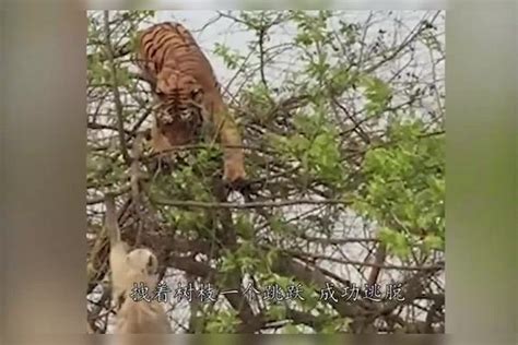 老虎追杀猴子怎料猴子见机行事直接将老虎摔残废 猴子 老虎