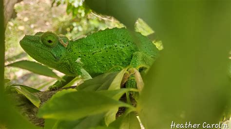 Heather Carolin Of Redhead On Twitter Jjayscaptions