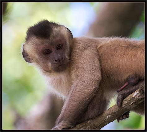 Luis A Florit Photo Gallery Monkeys Macacos