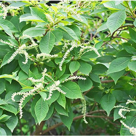 Sta Green Clethra Einstein Contenant De 2 Gallons 829525013698 Rona