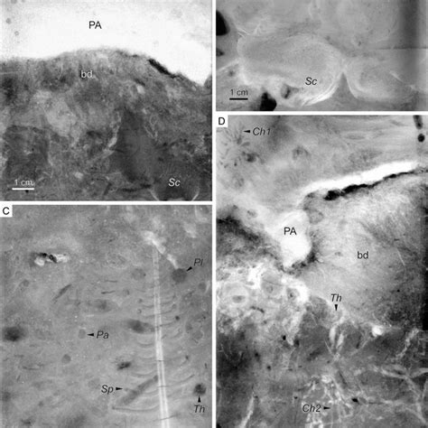 Schematic Representation Of Biogenic Sedimentary Structures Described Download Scientific