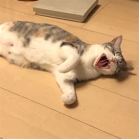 Kohaku Towa