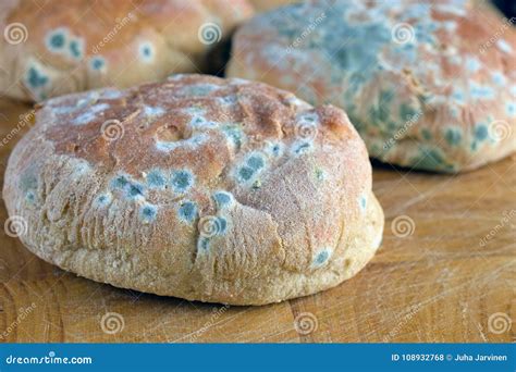 Bread Mold Fungi Under Microscope For Education Stock Image
