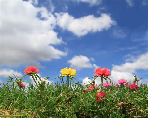 ポーチュラカ ハナスベリヒユ の花言葉花の種類や色開花時期は HORTI ホルティ by GreenSnap