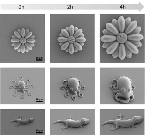 Shape Memory Polymers IMAGE EurekAlert Science News Releases