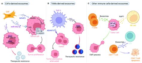 The Role Of Stroma Derived Exosomes In Tumor Progression A